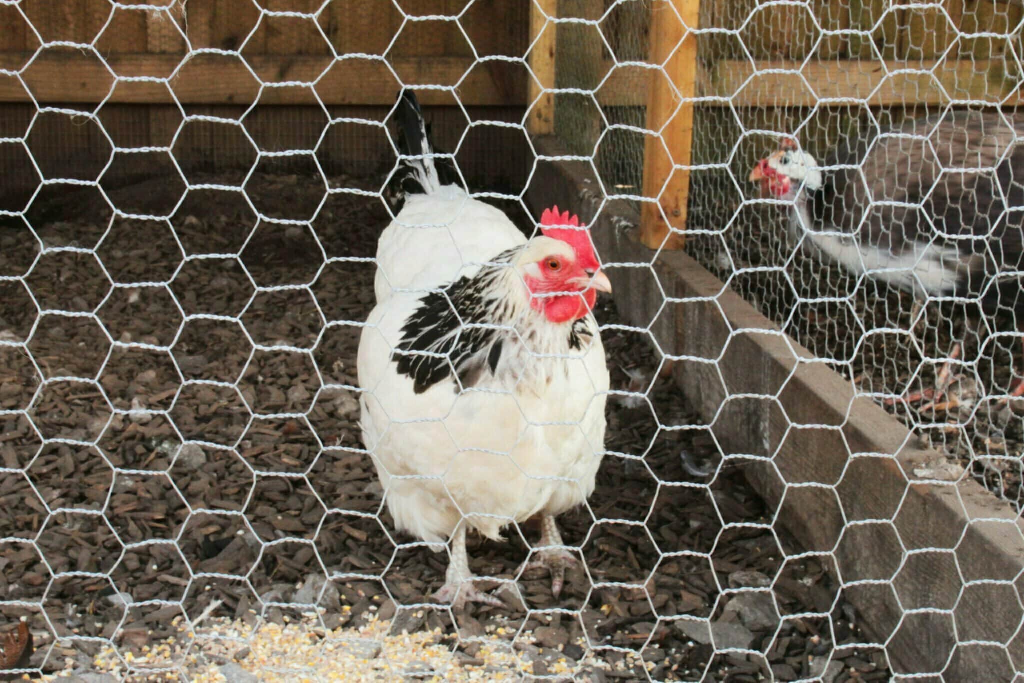How to Build a Chicken Coop using Chicken Wire - The Mesh Company