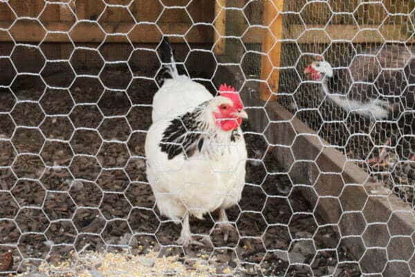 How to Build a Chicken Coop using Chicken Wire - The Mesh Company