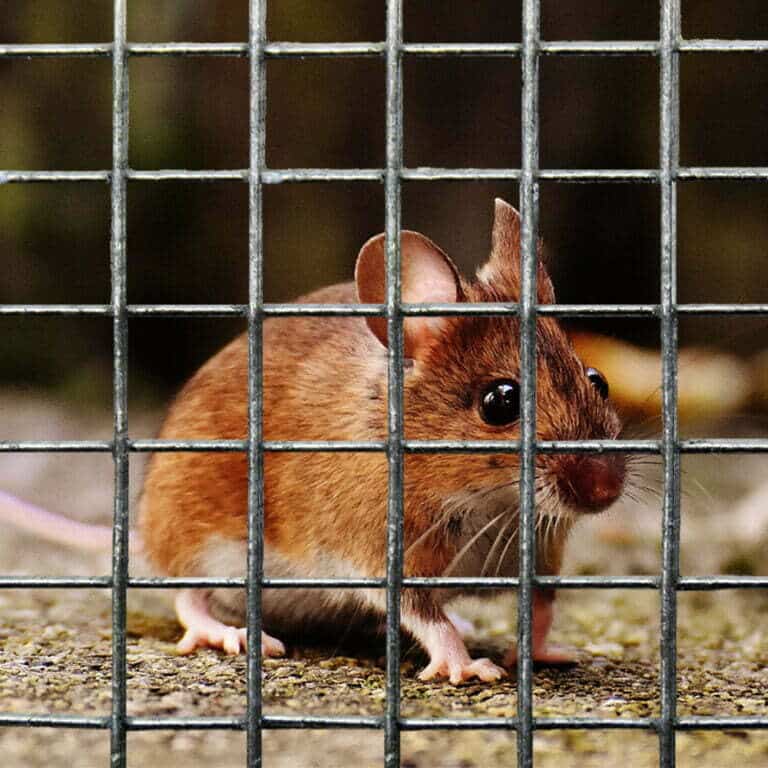 Rodent Mesh - The Mesh Company