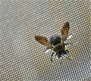 Buy wire mesh and chicken wire online at The Mesh Company