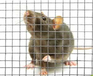 Everything that you need to know about #6: Rat Mesh - The Mesh Company