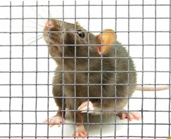 Everything that you need to know about #6: Rat Mesh - The Mesh Company