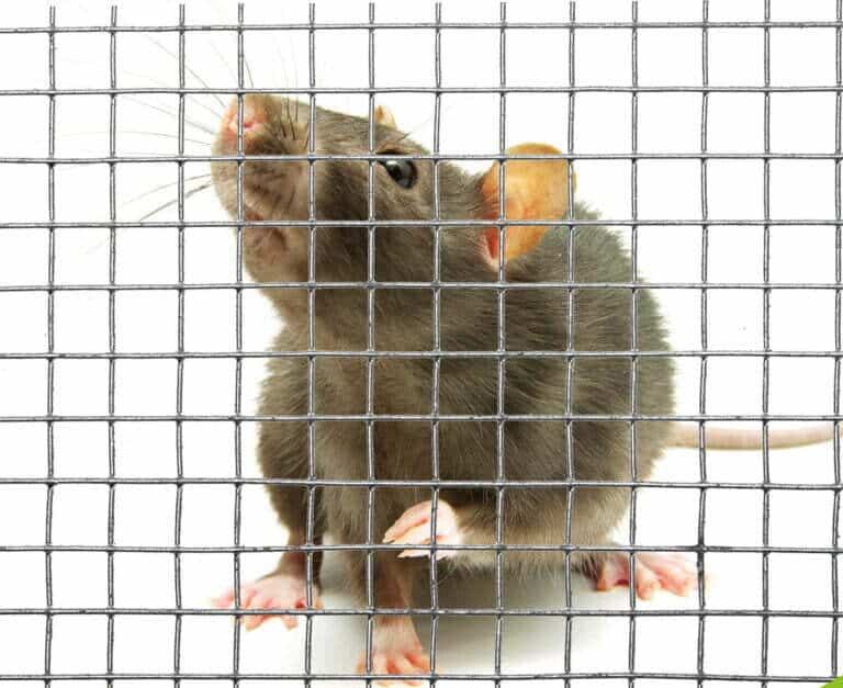 Everything that you need to know about #6: Rat Mesh - The Mesh Company