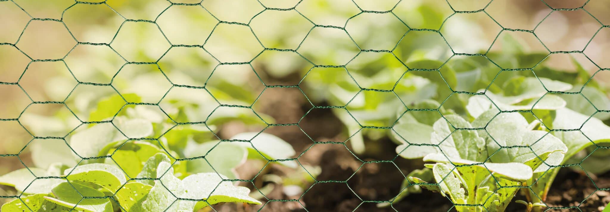 Everything that you need to know about #14: Green Chicken Mesh - The ...