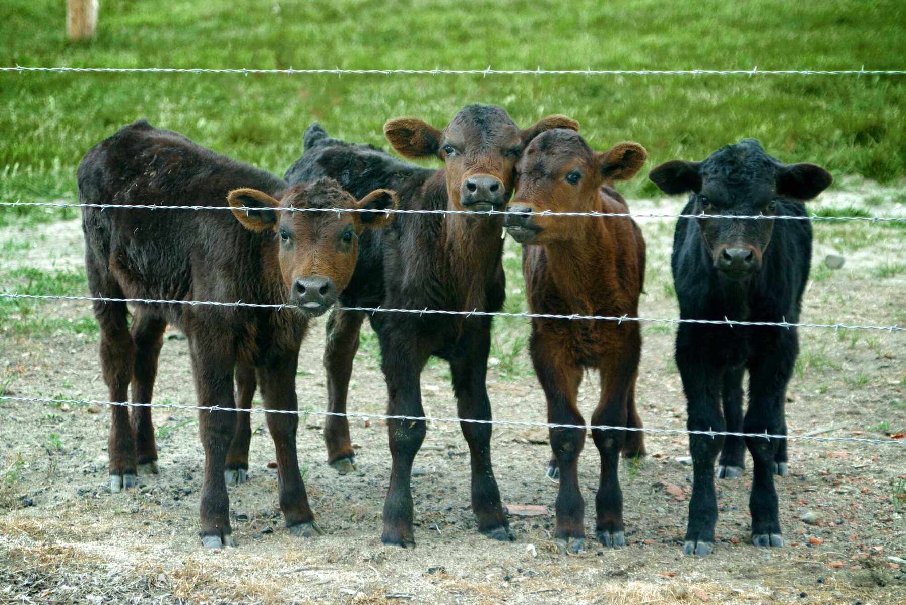 How to Choose the Right Livestock Fencing for Your Property - The Mesh ...