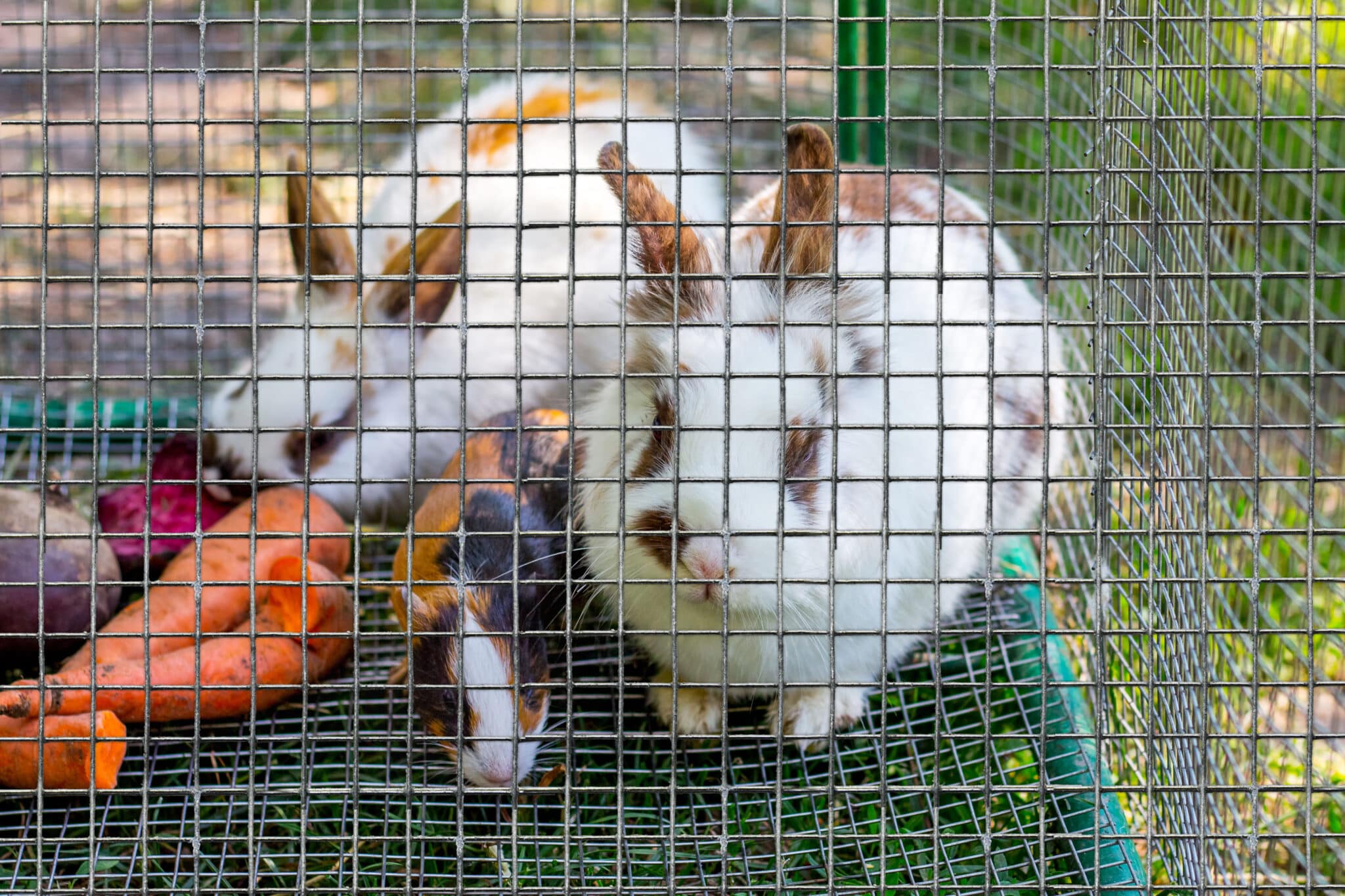 Building a Guinea Pig Cage with Mesh - The Mesh Company