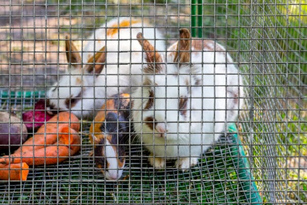 Building a Guinea Pig Cage with Mesh - The Mesh Company