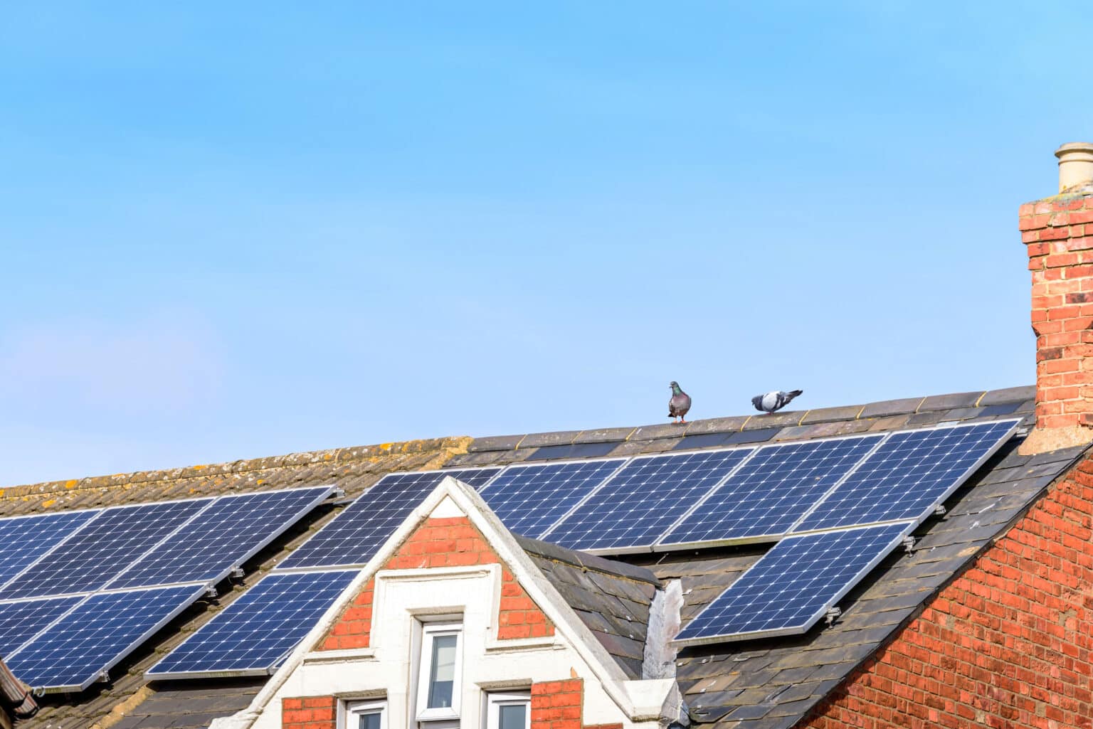 Pigeons Under Your Panels: Why Solar Mesh is a Must - The Mesh Company