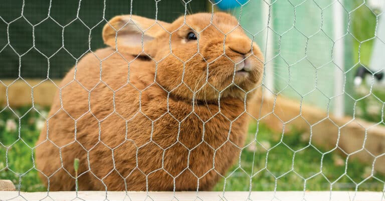 DIY Rabbit Run: Choosing Between Chicken Wire and Welded Mesh - The ...