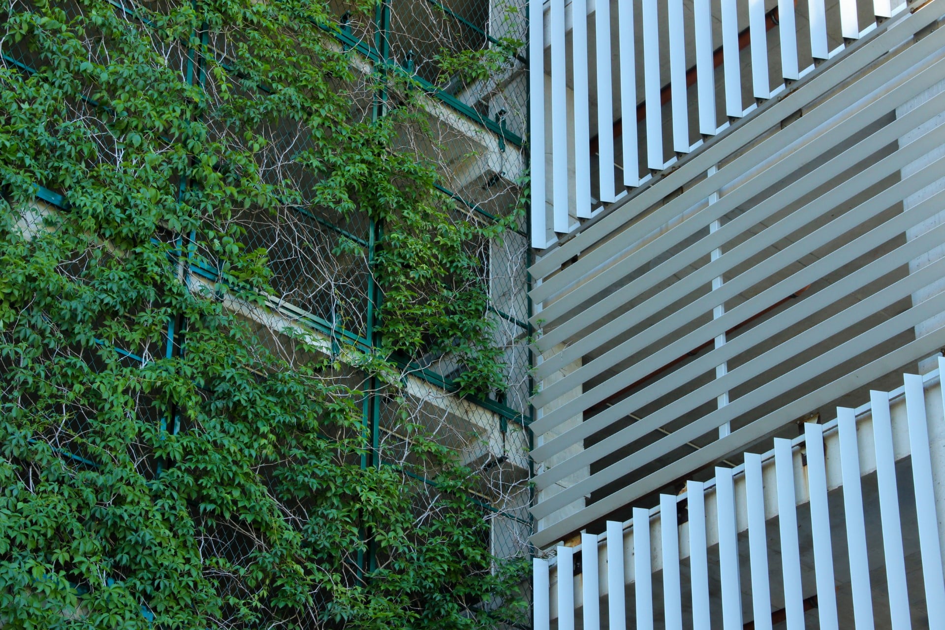 Climbing to New Heights: Chicken Wire for Vertical Gardens - The Mesh ...