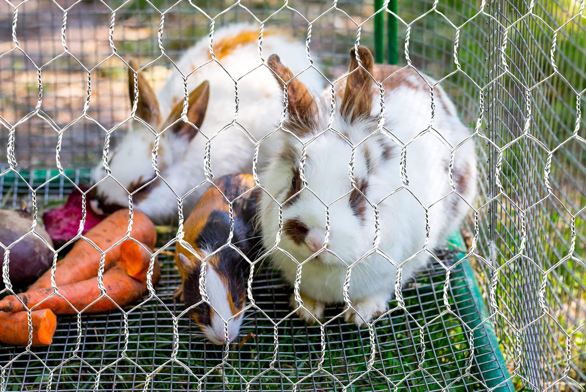 DIY Projects: Building a Predator-Proof Chicken Run with 13mm Steel ...