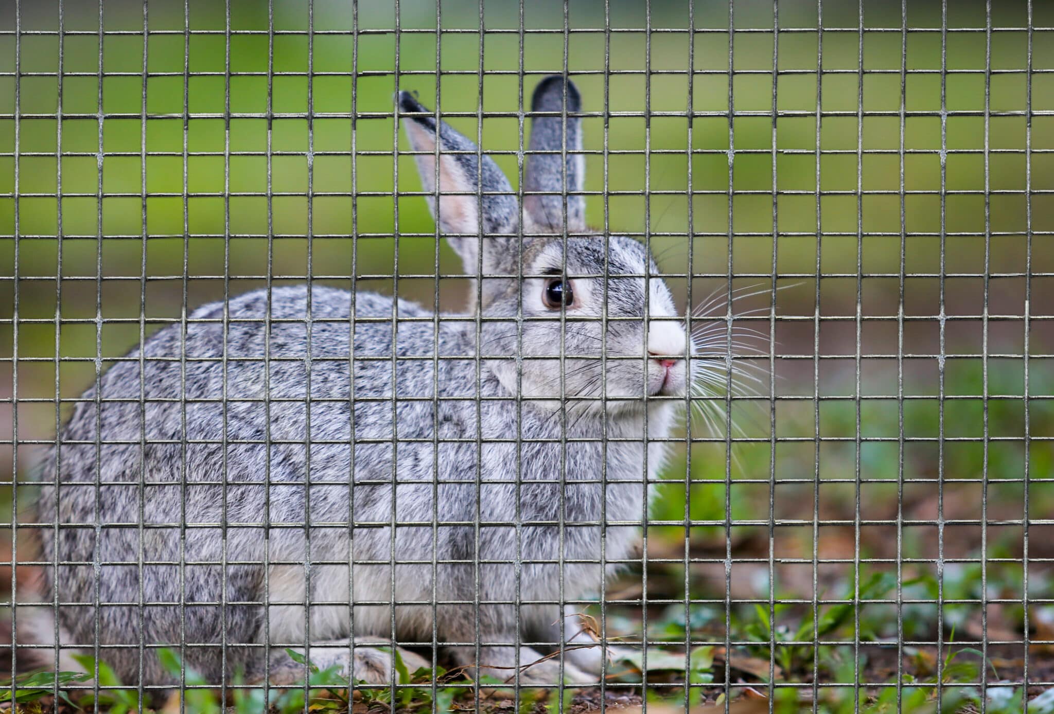 DIY Rabbit Run: Choosing Between Chicken Wire and Welded Mesh - The ...
