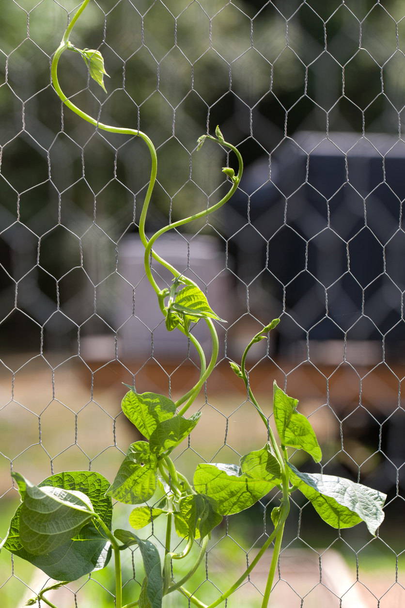 How to Use Galvanised Steel Chicken Wire to Create a Vegetable Garden ...