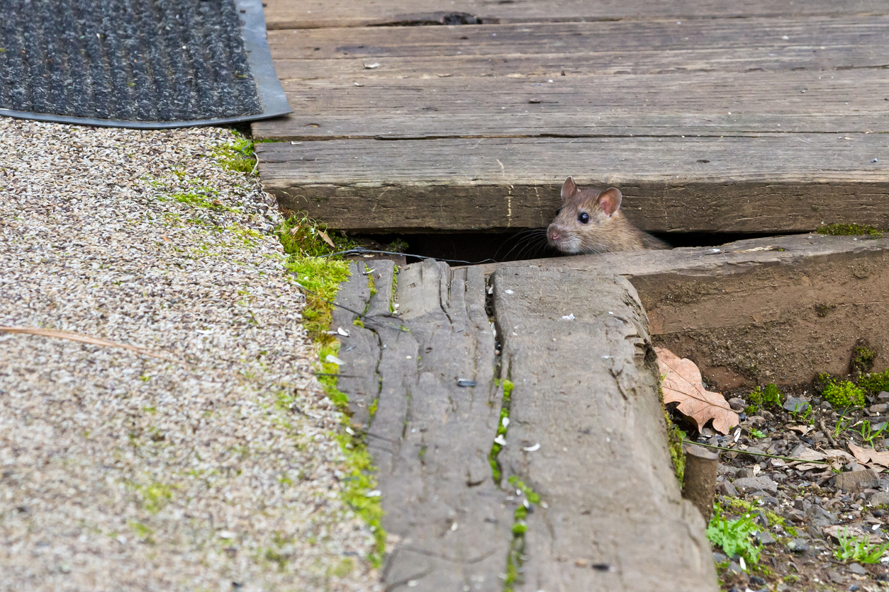 Installing Pest Proof Mesh Under Decking to Keep Pests Out - The Mesh ...